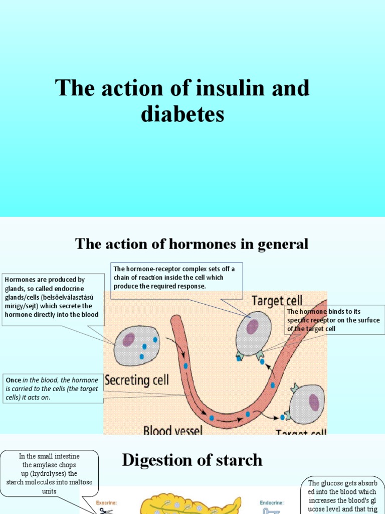 Insulin Action and Diabetes Overview | PDF | Insulin | Glucose