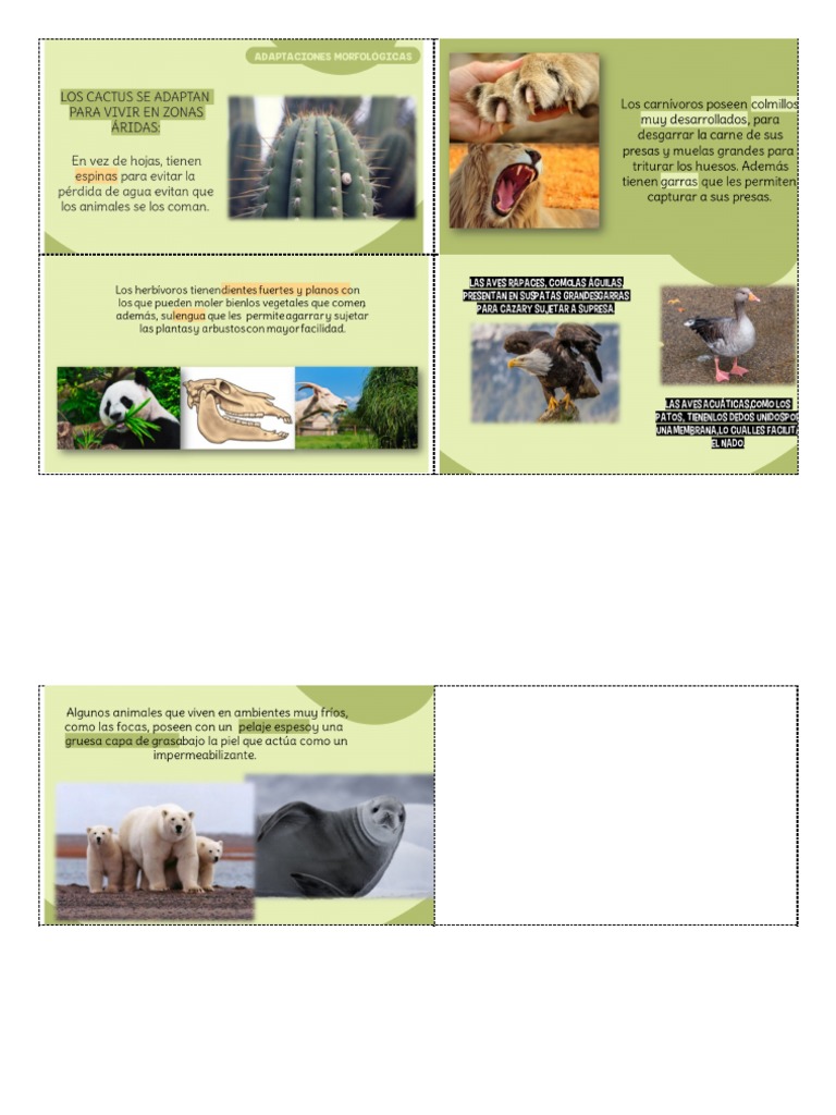 Ejemplos de Adaptaciones Morfológicas | PDF