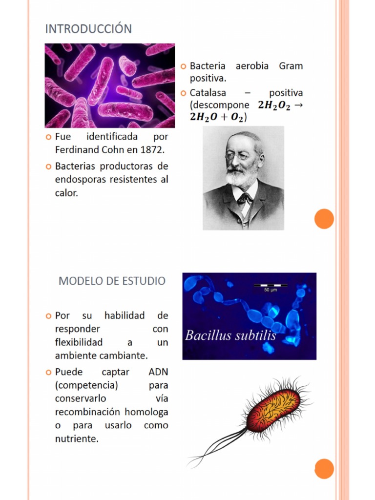Bacillus Subtilis | PDF