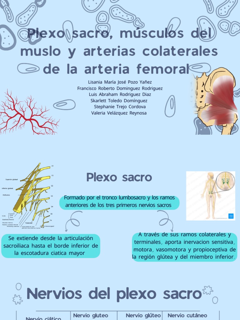 Anatomía del Plexo Sacro y Muslos | PDF | Anatomía del miembro inferior ...