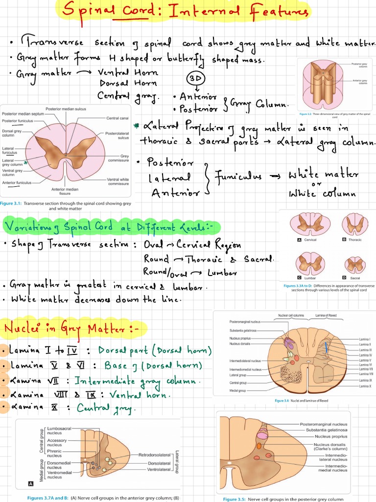 Spinal Cord - Internal Features | PDF | Vertebral Column | Vertebra