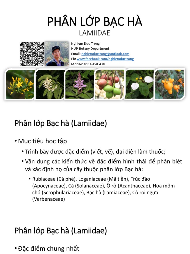 Lamiidae PDF | PDF
