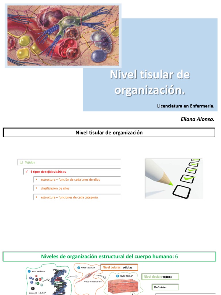 Nivel tisular de organización.pdf | PDF | Músculo | Epitelio