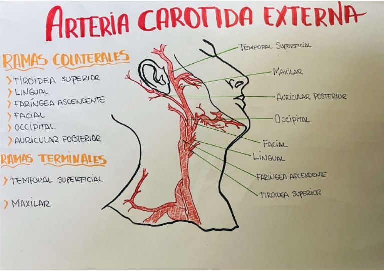 Arteria Carotida Externa, Ramas Colaterales y Terminales | PDF