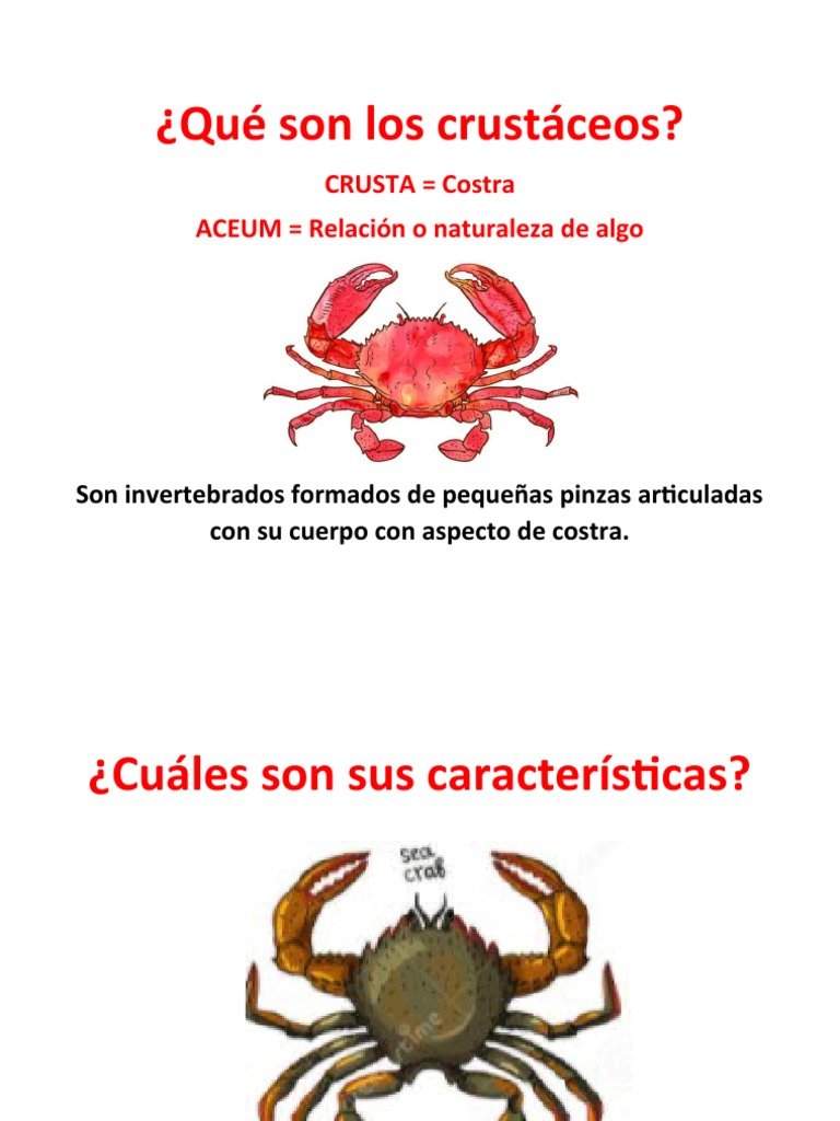 Qué Son Los Crustáceos | PDF
