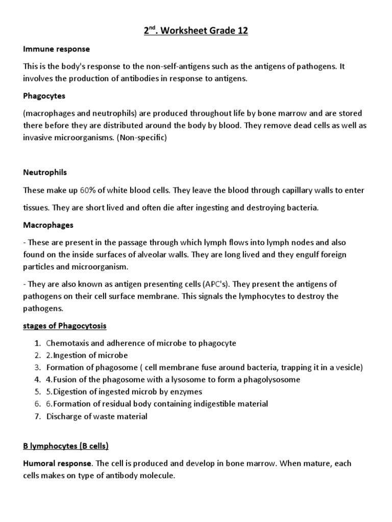 Worksheet Immune Response (2) Ely | PDF | Immune System | Innate Immune ...