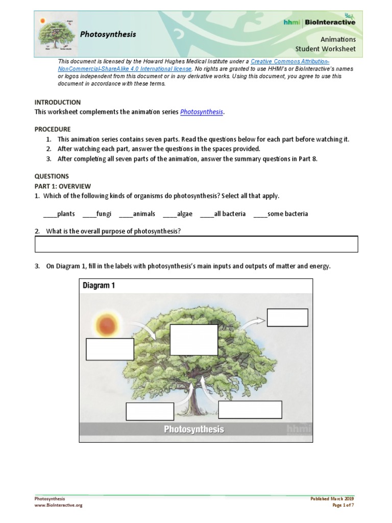 HHMI Biointeractive Photosynthesis WS | PDF | Photosynthesis ...