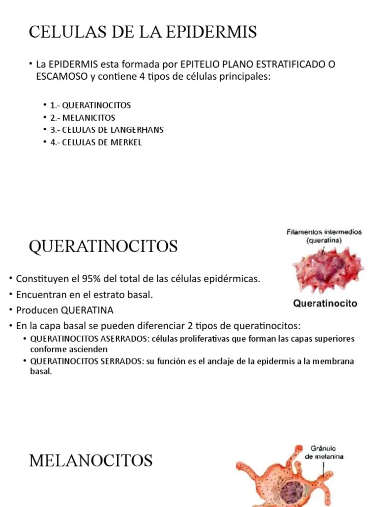 Celulas De La Epidermis 08 21 Pdf