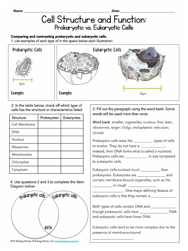 04 Cells Prokaryotes vs Eukaryotes | PDF