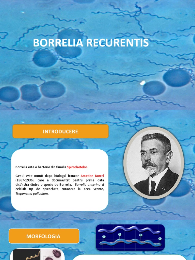 Borrelia Recurrentis Microbiologie | PDF