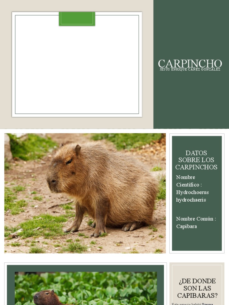 CAPIBARA.pptx | PDF