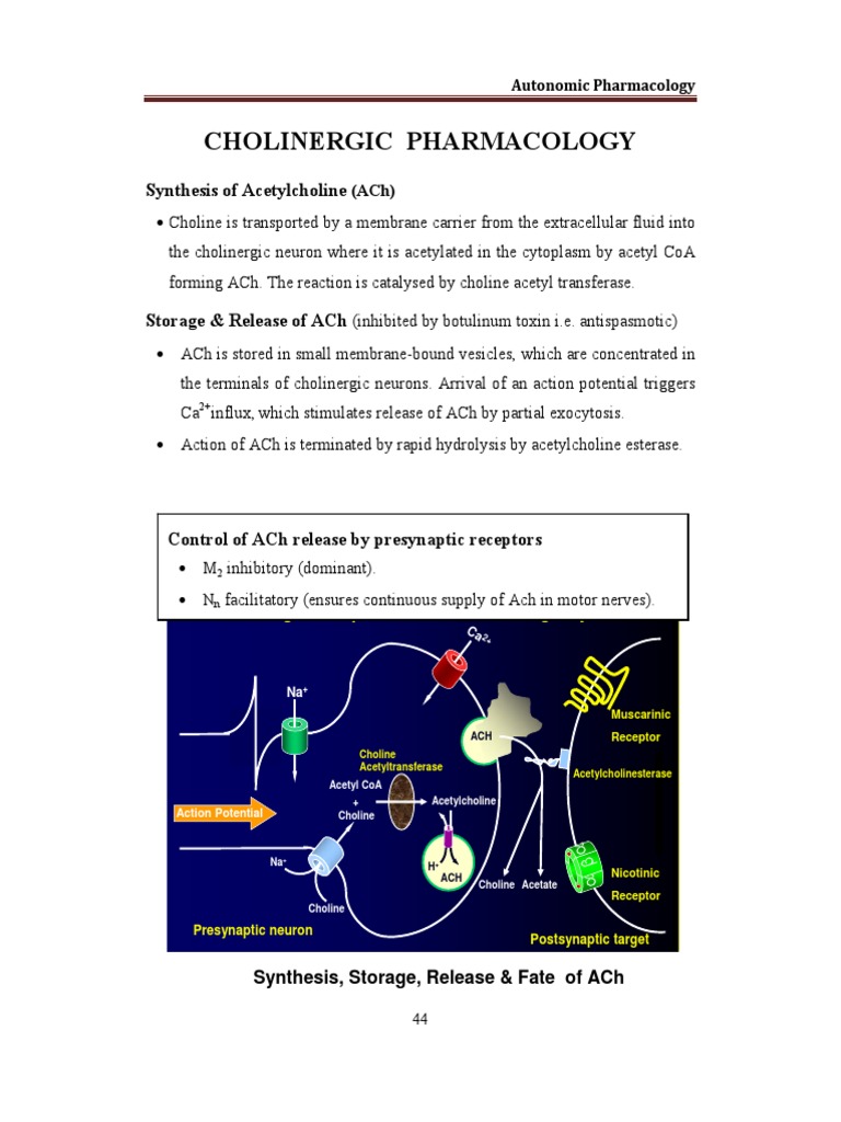 3 Cholinergic System | PDF