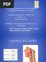 Inervación de La Laringe | PDF