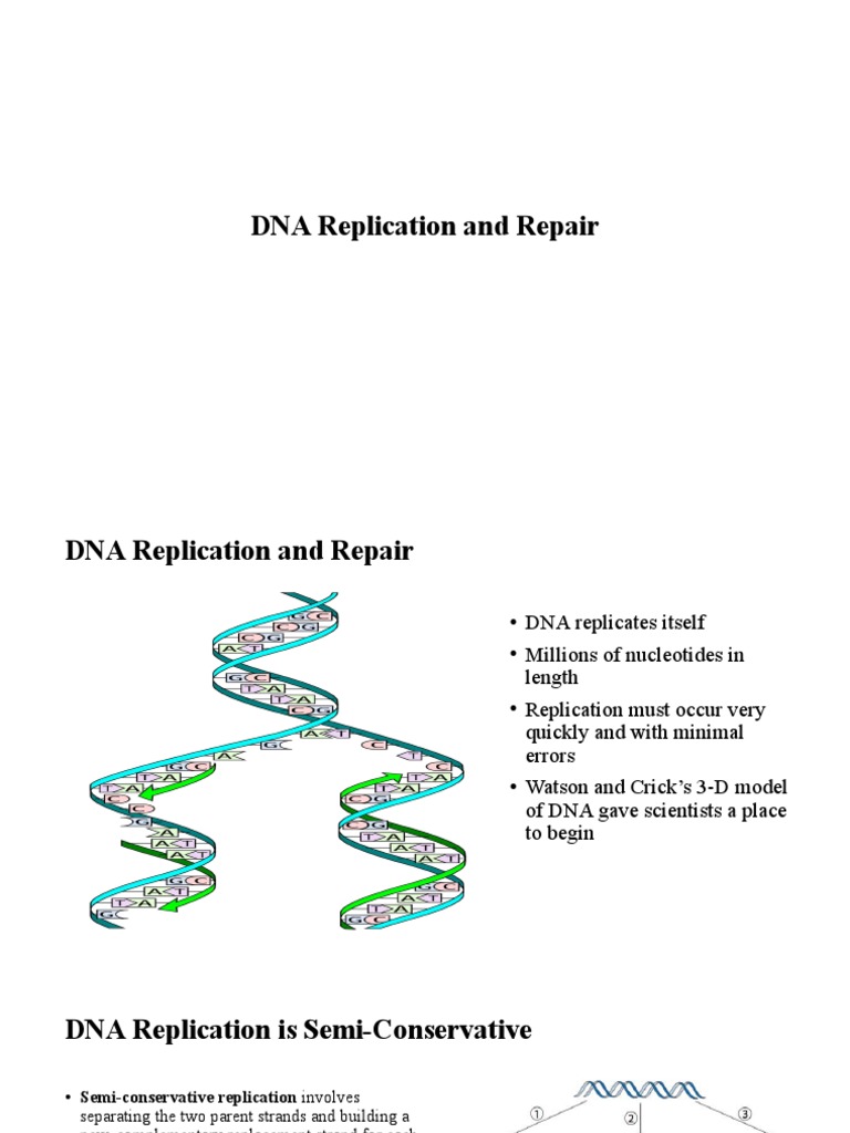 DNA Replication and Repair | PDF