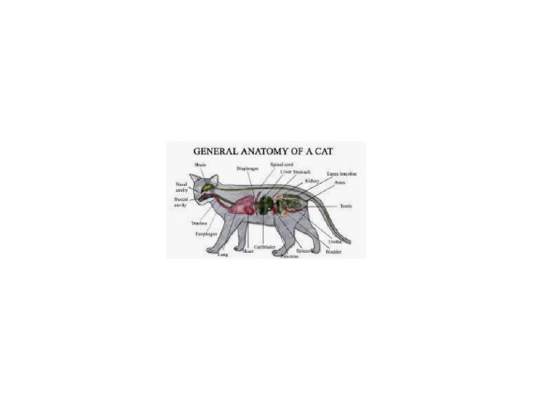 A Cat Anatomy Presentation | PDF