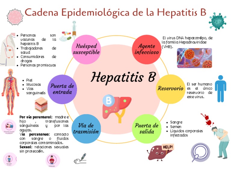 CADENA DE LA HEPATITIS B.pdf | PDF