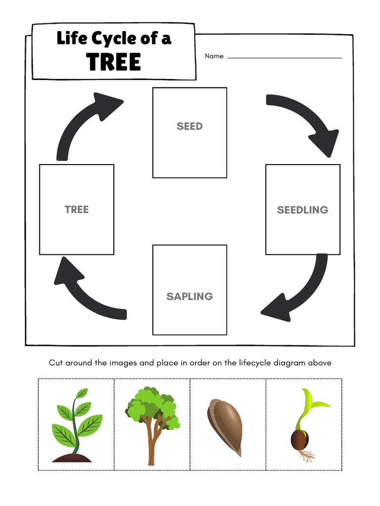 Tree Life Cycle Flow Diagram Worksheet PDF | PDF