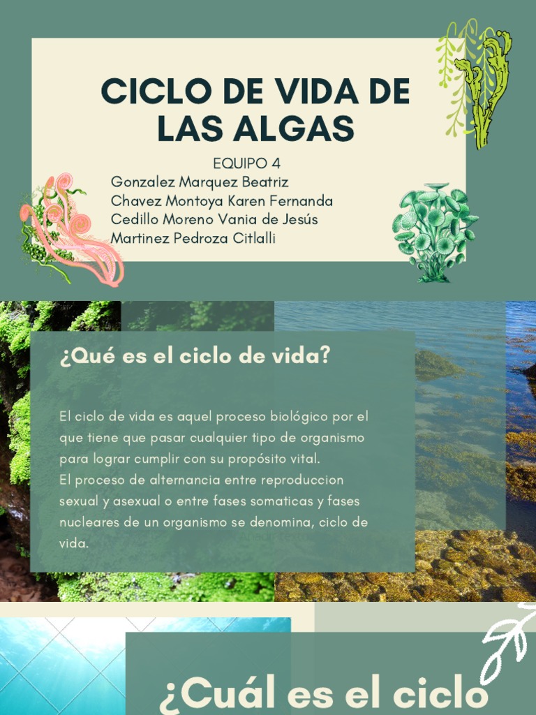 Ciclo de Vida de Las Algas PDF | PDF