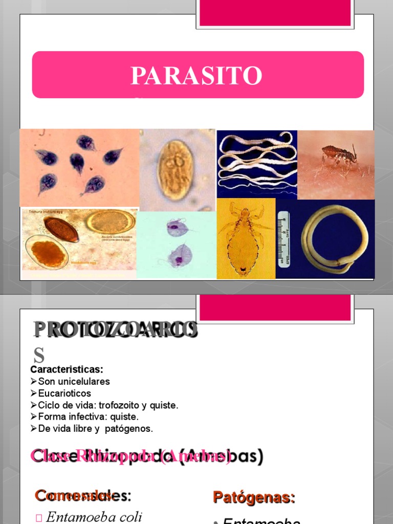 Parasitos - Helmintos | PDF | Enfermedades y trastornos | Medicina CLINICA