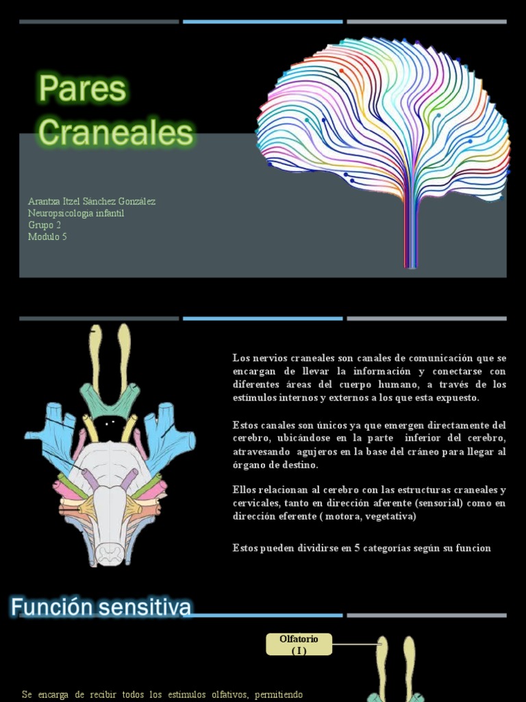 Nervios Craneales | PDF | Cerebro | Sistema nervioso