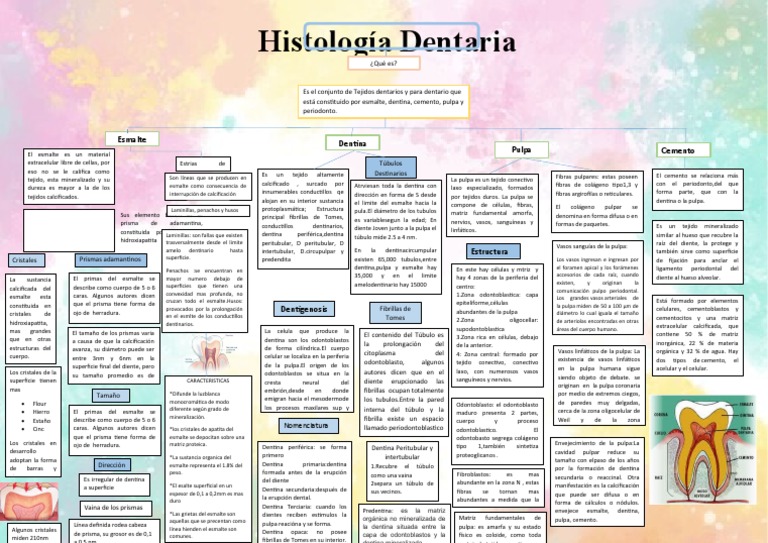 Histología Dentaria | PDF