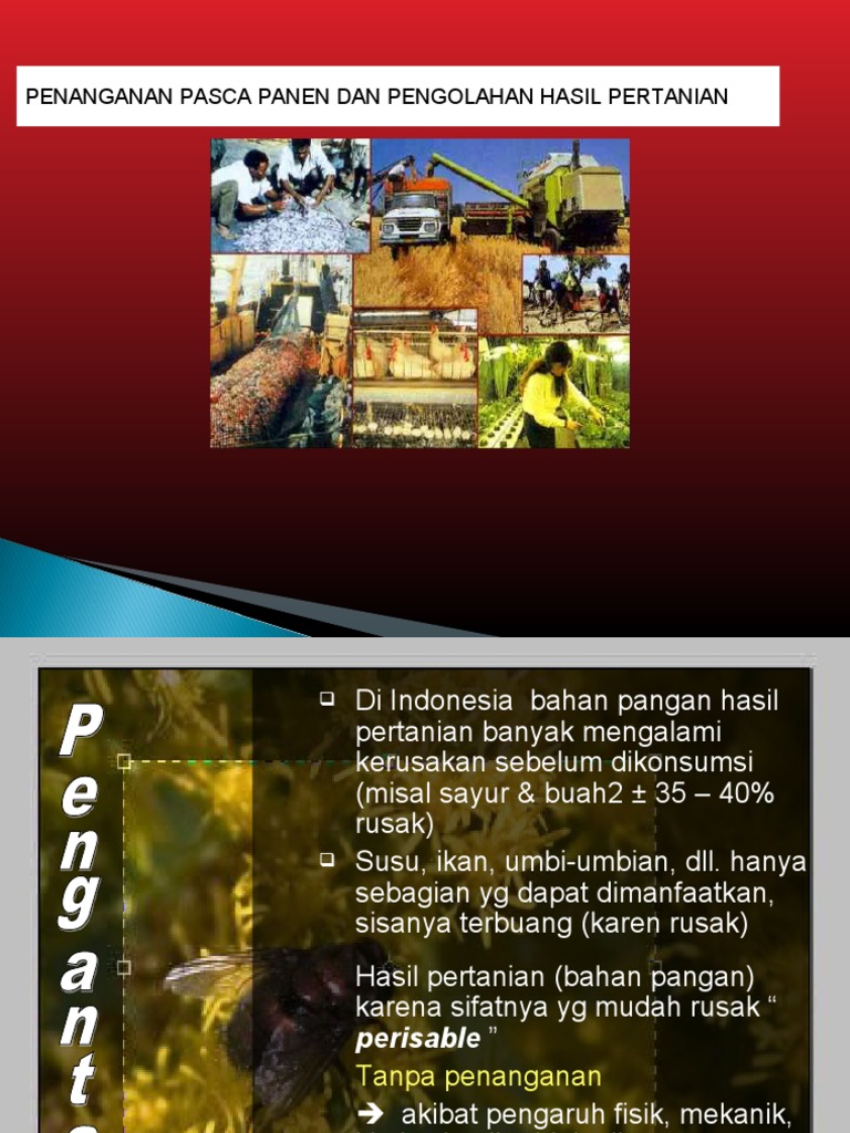 Penanganan Pasca Panen Pertanian Indonesia | PDF