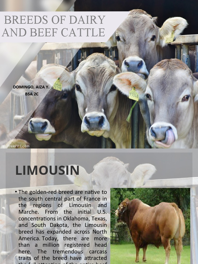 Breeds of cattle.ppt | PDF