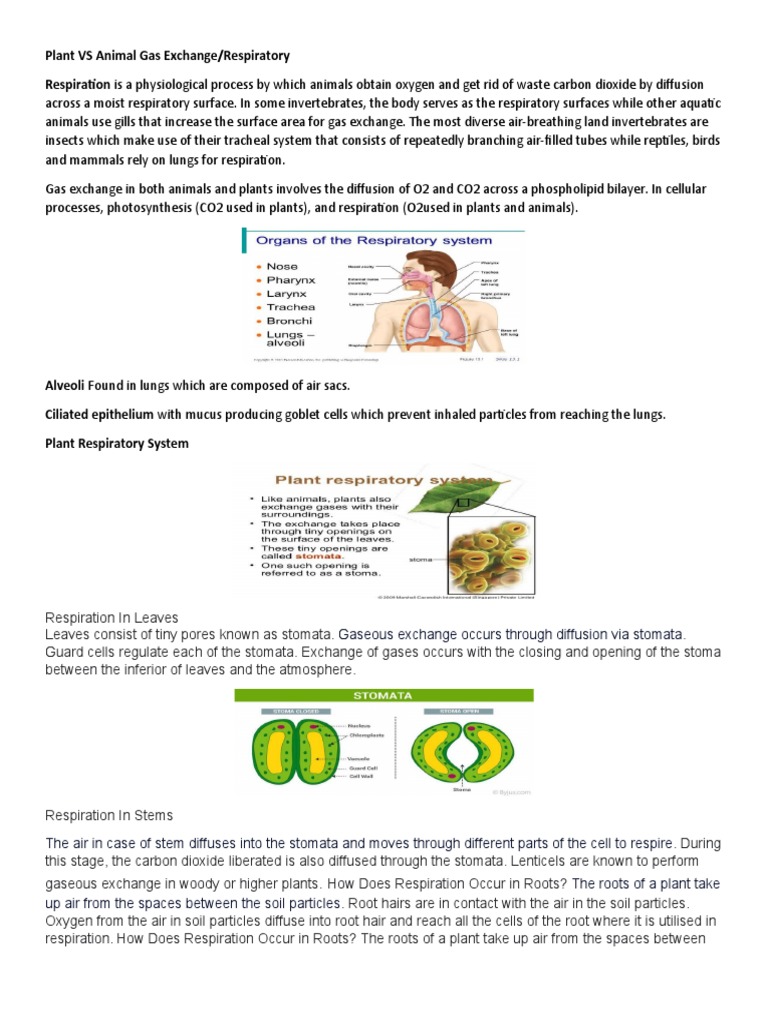 Plant VS Animal Gas Exchange | PDF