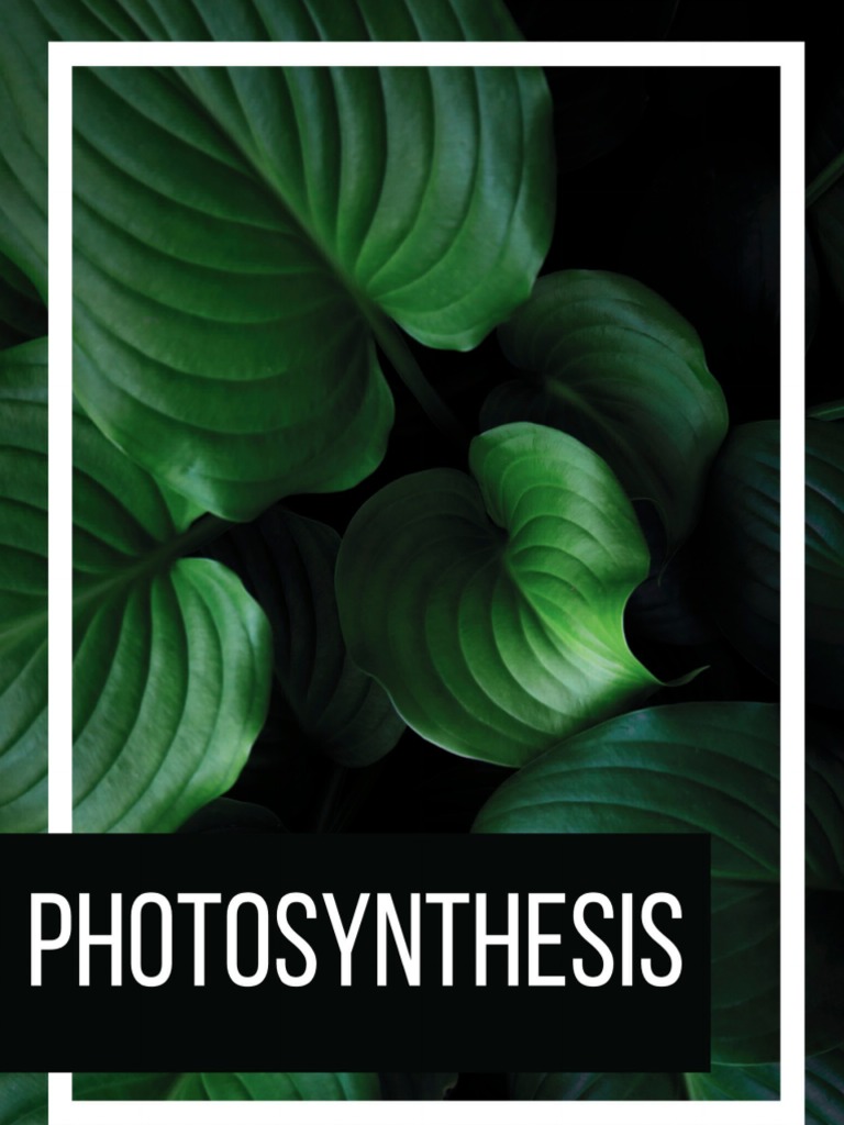 Mateo Aquiso Planas - Photosynthesis-DINB | PDF Mateo Aquiso Planas - Photosynthesis-DINB | PDF