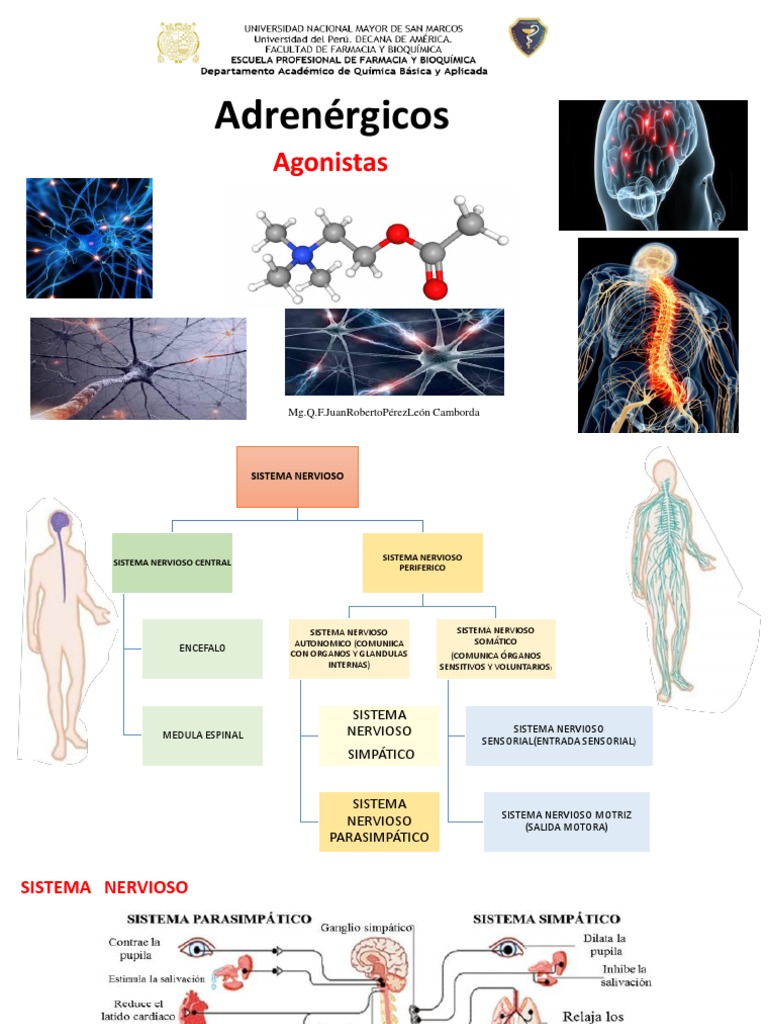 CLASE 8 Agonistas adrenergicos | PDF