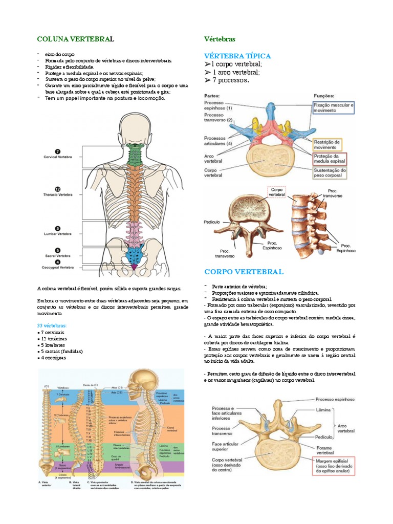 Anatomia da Coluna Vertebral | PDF