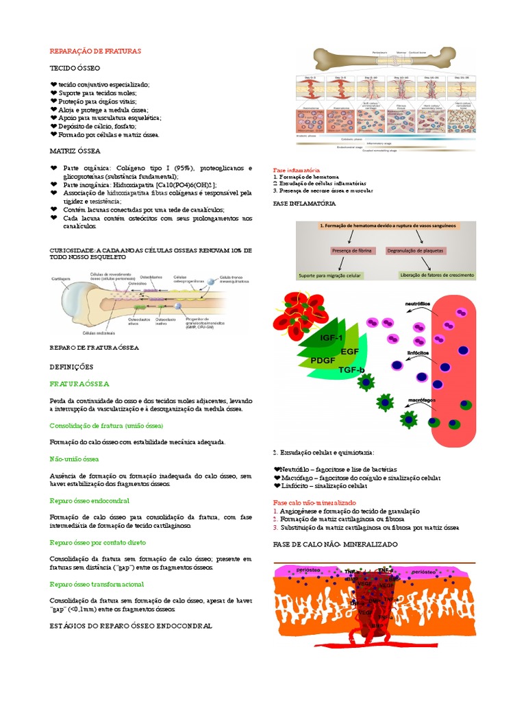 Reparo Osseo | PDF