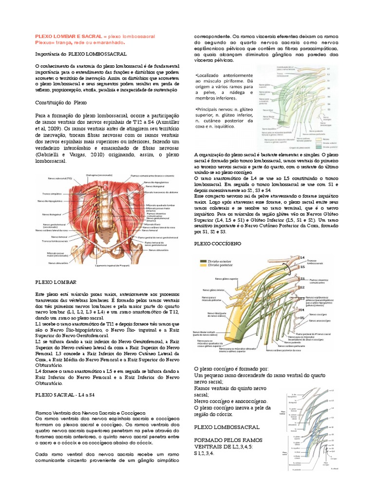 Plexo Lombar Plexo Lombar Neuroanatomia