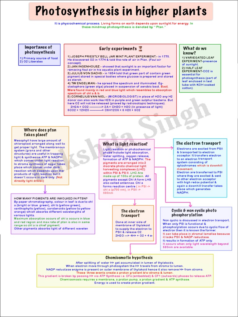 Photosynthesis in Higher Plants | PDF | Photosynthesis | Cellular Processes