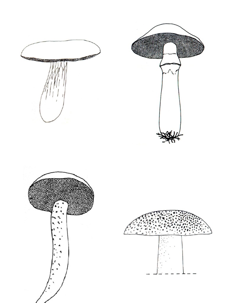 Dibuixos de Bolets Per Pintar | PDF