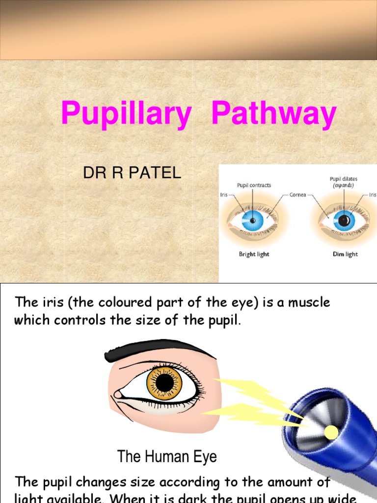 Pupillary Pathways and Reflexes Explained | PDF | Visual System | Organ ...
