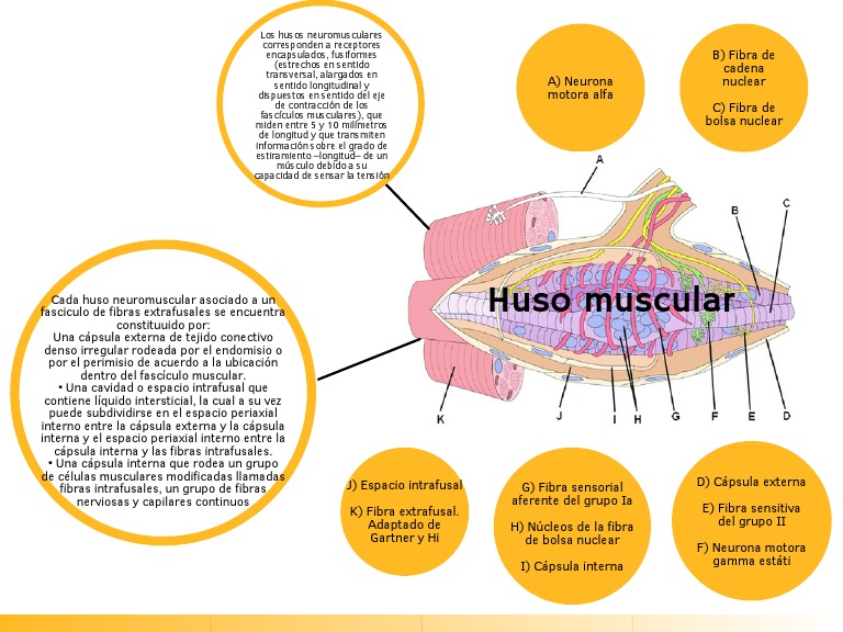 Huso muscular | PDF