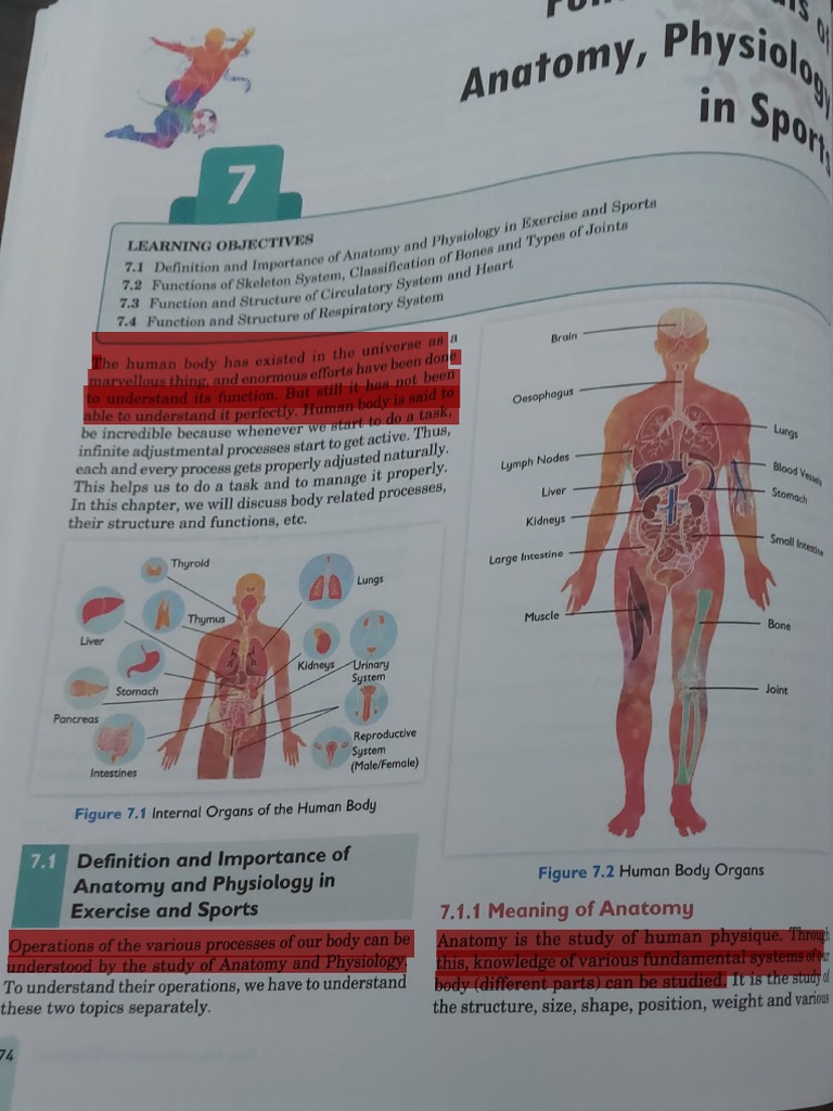 Anatomy and Physiology in Sports | PDF | Bone | Human Body