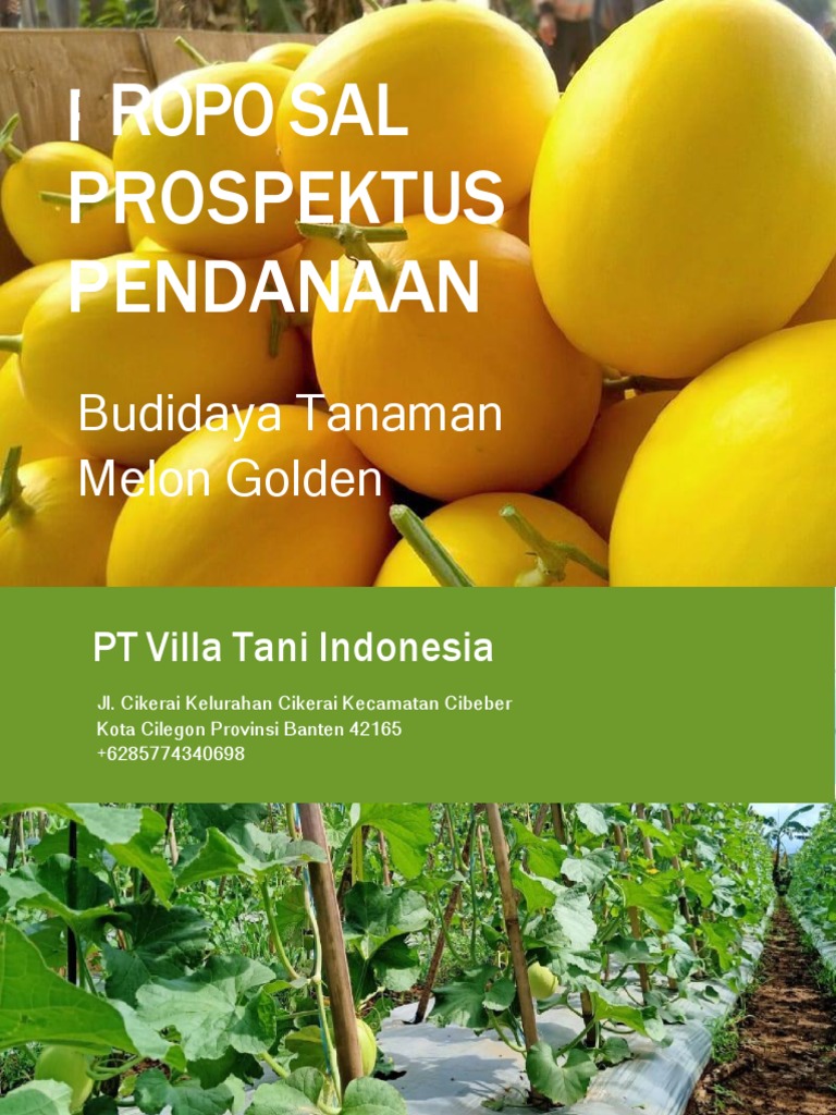 Proposal Pendanaan Budidaya Melon Golden Villa Tani PDF | PDF