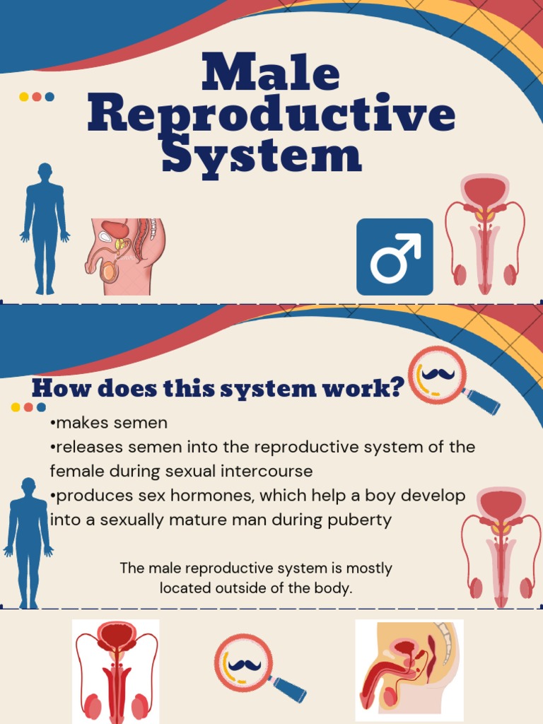 male-reproductive-system.pdf | PDF