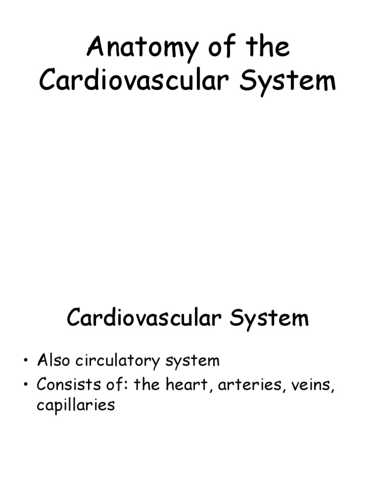 Anatomy of the Cardiovascular System: A Comprehensive Overview of the ...