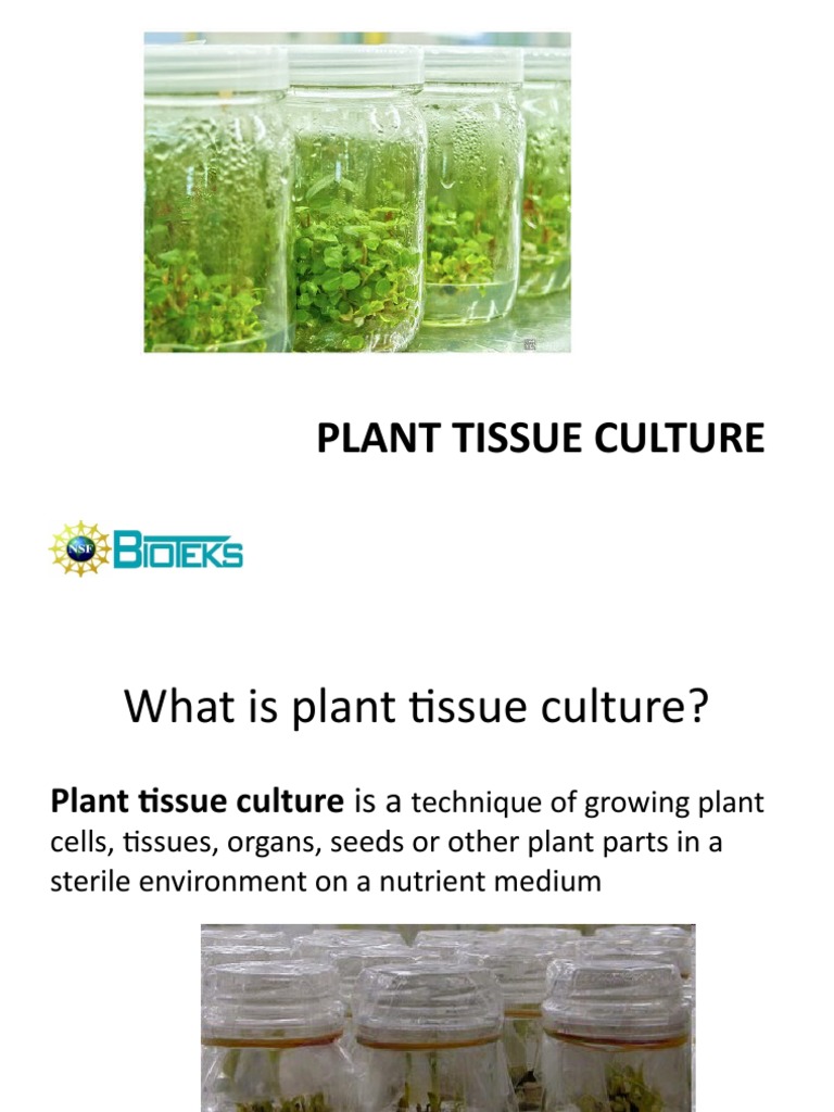 Plant Tissue Culture | PDF | Biochemistry | Chemistry