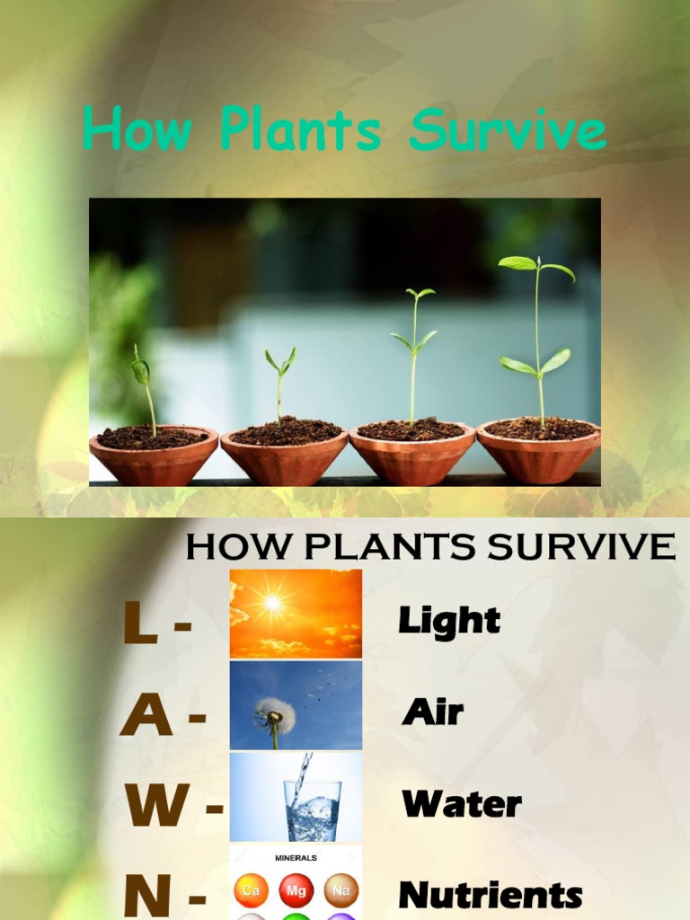 ELSC Week13 Plant Survival PDF | PDF | Leaf | Root