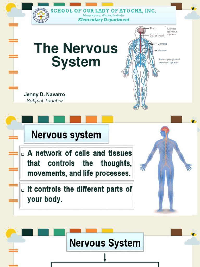 Nervous System | PDF