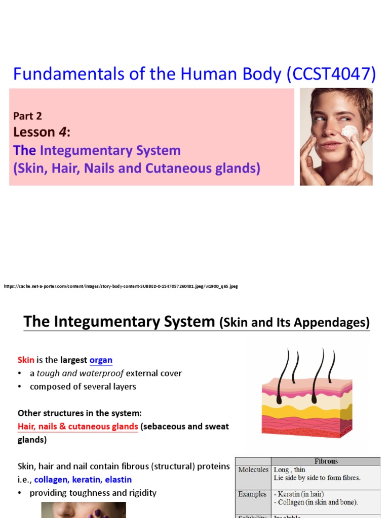 #4 Integumentary System PDF | PDF