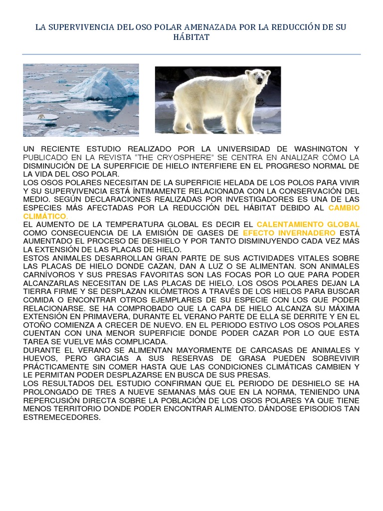 Oso Polar: Amenazas y Adaptaciones Climáticas | PDF | Oso polar | Osos