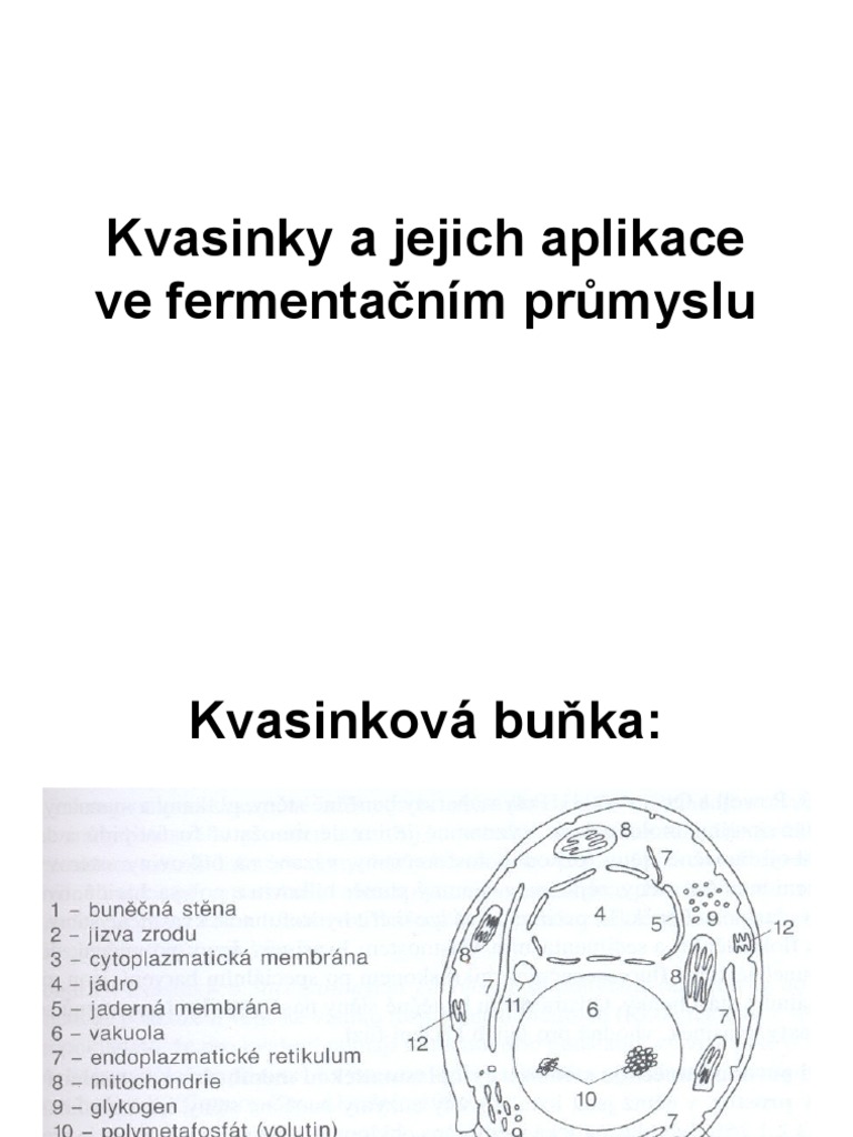 Kvasinky A Jejich Aplikace Ve Fermentačním Průmyslu - Kopie | PDF