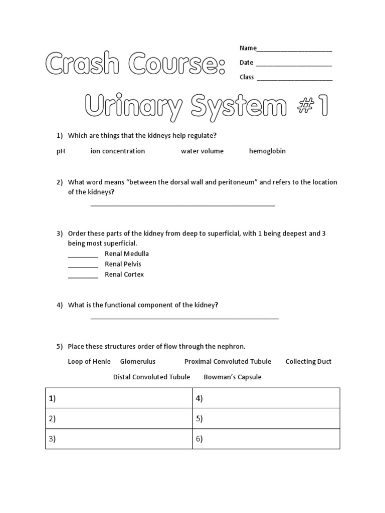 Urinary System Overview and Quiz | PDF