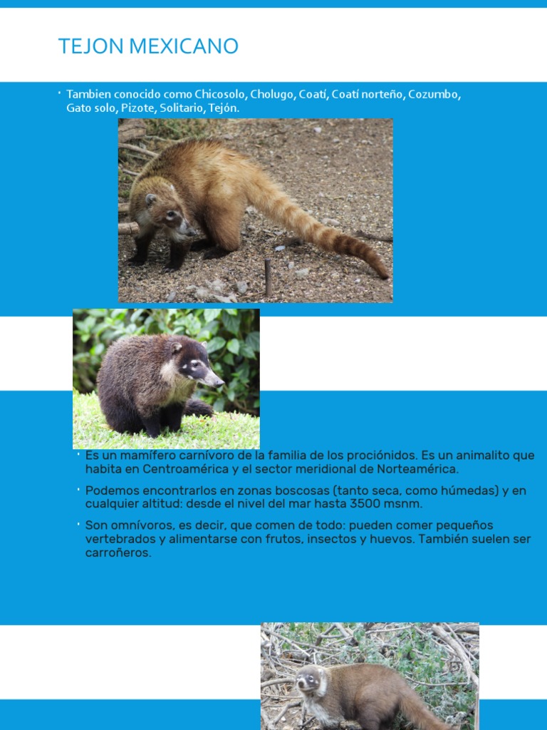 Tejon Mexicano | PDF