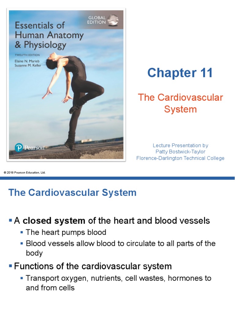 CH 11 Lecture Presentation Cardiovascular-System PDF | Download Free ...